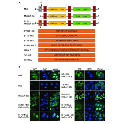 The Bipartite Nls Supports Mxb Localization To The Nuclear Envelope