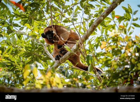 A Lumholtzs Tree Kangaroo Sitting High Up In A Tree In The Atherton