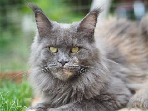 What Breed Of Cat Looks Like A Lynx