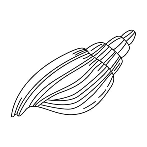 Premium Vector Vector Illustration Of A Sea Shell Contour Drawing Of Premium Vector Vector Illustration Of A Sea Shell Contour Drawing Of