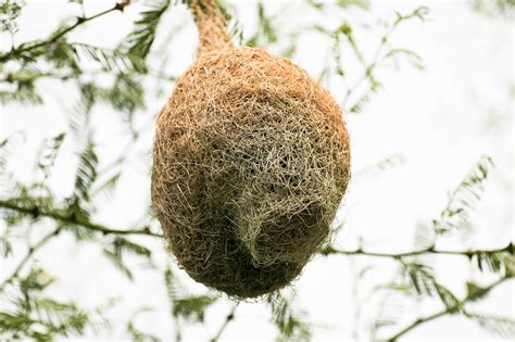 Nest Tailor Bird Wild Free Photo On Pixabay Pixabay