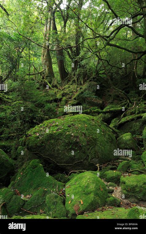 Shiratani unsui kyo Fotos und Bildmaterial in hoher Auflösung Alamy