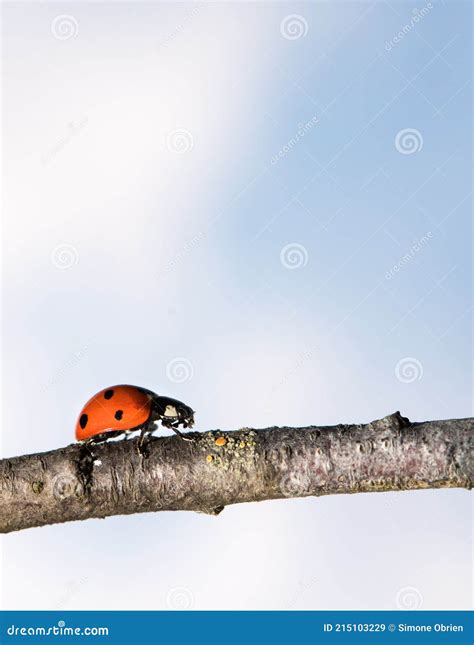 Mariquita Caminando En Rama De árbol Insecto Rojo Con Puntos Negros