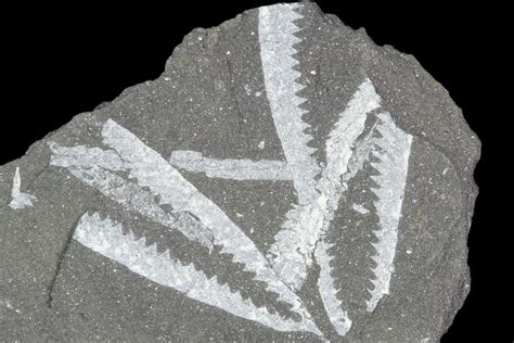 15 Fossil Graptolite Cluster Didymograptus Great Britain 103409