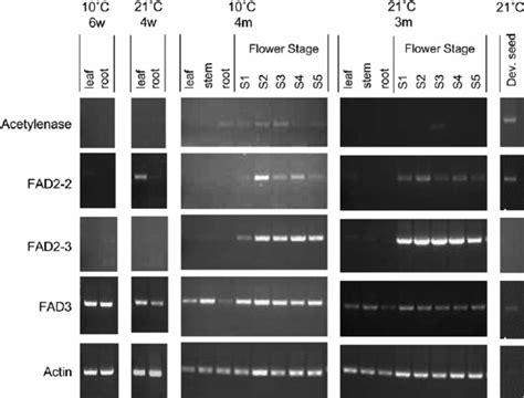 Rt Pcr Expression Analysis Of Acetylenase Fad2 And Fad3 From C