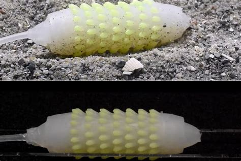 Researchers Develop Earthworm Like Soft Skin Robot With Bristles That Help It Crawl Techeblog