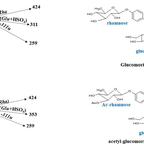 Schematic Representation Of The Ms Fragmentation As Well As Their Download Scientific Diagram