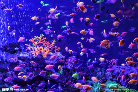 鱼 摄影图 海洋生物 生物世界 摄影图库 昵图网