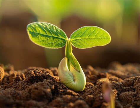 New Plant Are Growing Images Free Download On Freepik