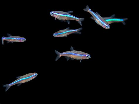 Green Neon Tetra Paracheirodon Simulans Tank Bred
