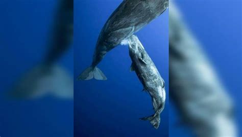 ببینید نهنگ گوژپشت چه‌جوری به بچه خود شیر می‌دهد؟