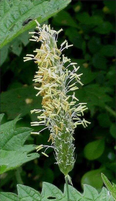 Alopecurus Pratensis Wikiwand