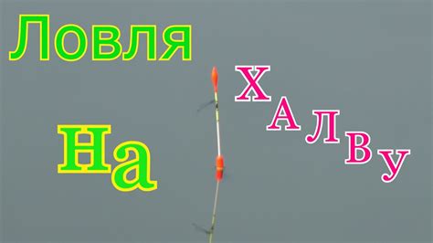 Рыбалка. Ловля на халву. My fishing. - YouTube