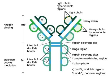 Antibody Or Immunoglobulin Microbiology Notes