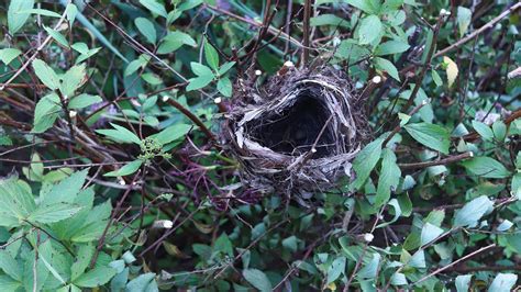 Bird House Nest Free Photo On Pixabay Pixabay
