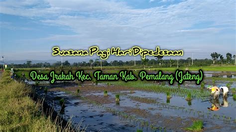 Suasana Pagi Hari Dipedesaan Kampungku YouTube