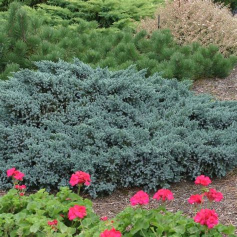 Blue Star Juniper Spring Meadow Wholesale Liners Spring Meadow