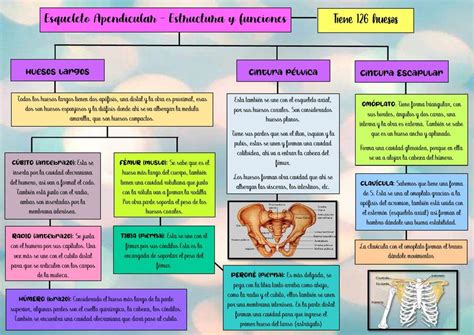 Mapa Conceptual Generalidades De Esqueleto Apendicula Vrogue Co