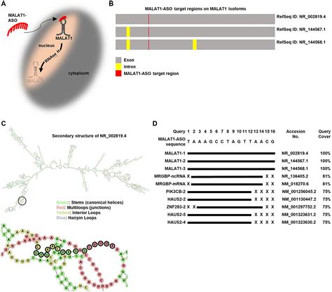 Deconstructing The Role Of Malat1 In Mapk Signaling In Melanoma