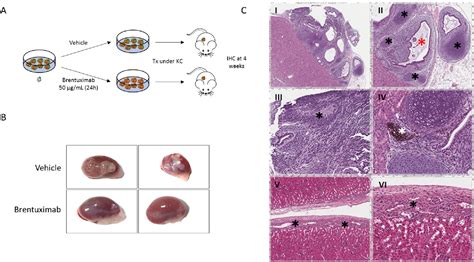 Figure 3 From Treating Ipsc Derived β Cells With An Anti Cd30 Antibody