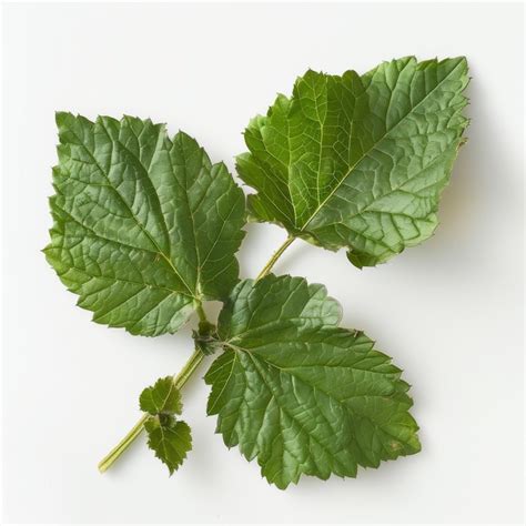 Patchouli Leaf Isolated On White Background Premium Ai Generated Image