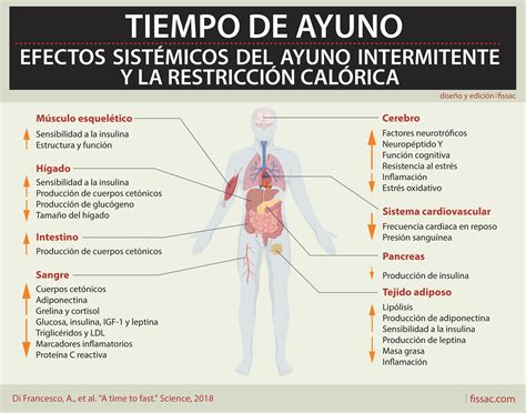 Efectos Sistémicos Del Ayuno Intermitente Y La Restricción Calórica