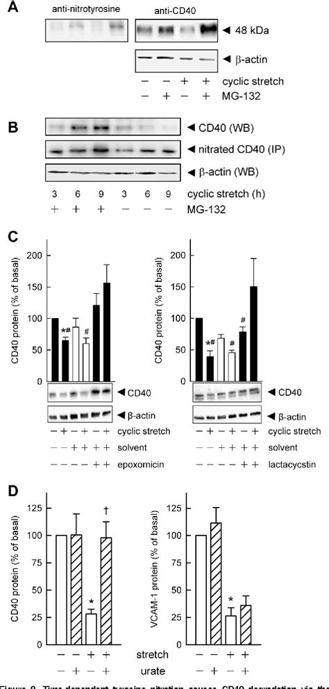 Figure 2 From Tyrosine Nitration Limits Stretch Induced Cd40 Expression