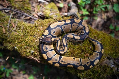 Royal Python Rolled Into A Ball In The Grass The Snake Lifted Its Head Up And Looks Attentively