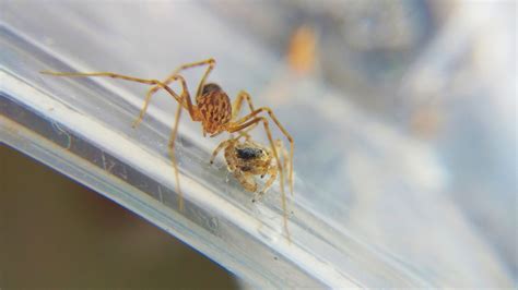 喷口水的蜘蛛 花皮蛛scytodidae 哔哩哔哩