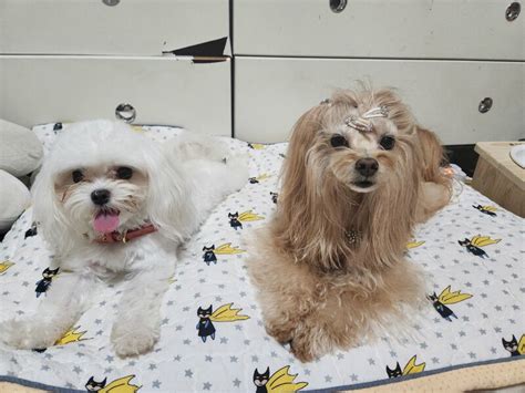 메이플스토리 인벤 우리집 강아지 볼사람 메이플스토리 인벤 자유게시판