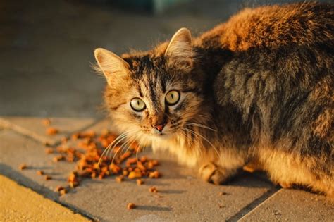 The 10 Best Maine Coon Cat Foods