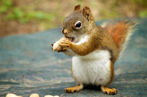 Study Uncovers Surprising Things About Squirrels Texarkana Gazette