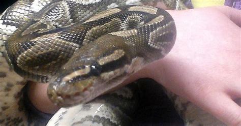 Ball Pythons Are So Cuddly Imgur