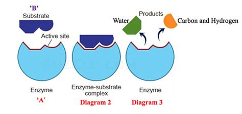 How Enzymes Work Scientifically Enzymewizard