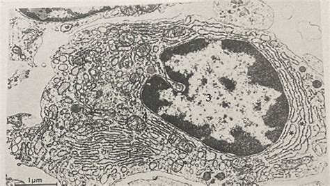 Electron Micrographs Quiz