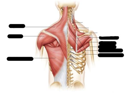 BIO 171 Lab Final Muscles Upper Body Diagram Quizlet