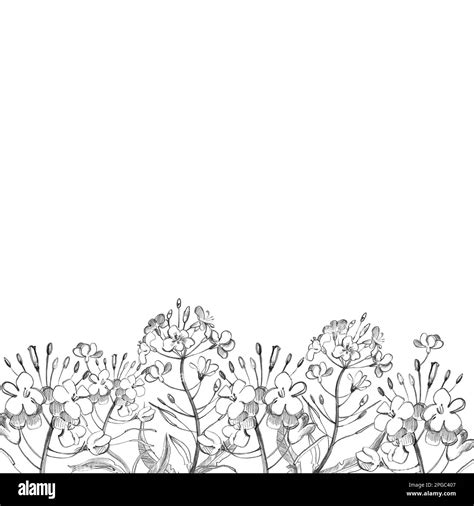 Hand Drawn Sketch With Canola Horizontal Border With Flowers And