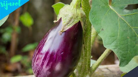 Menggali Potensi 5 Manfaat Terong Ungu Untuk Kesehatan Yang Luar Biasa