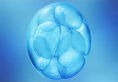 Laser Assisted Hatching Service In Sector 16 Market Faridabad Haryana