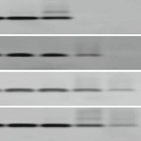 Agarose Gel Electrophoretic Analysis Of The SiRNA Complexes With