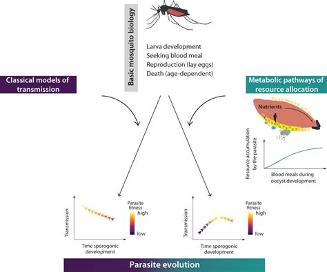 Scientists Find Malaria Parasite Takes Its Time Within Mosquito Host To Reap An Evolutionary