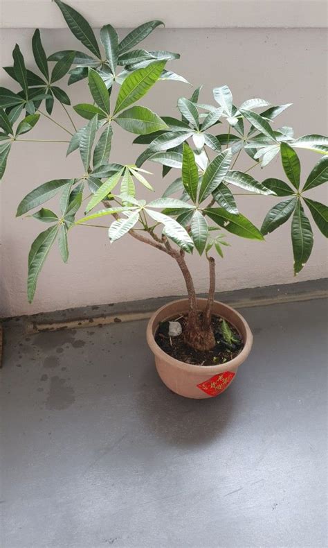 Pachira Tree Fa Cai Shu Indoor Plant Potted Plant Furniture And Home