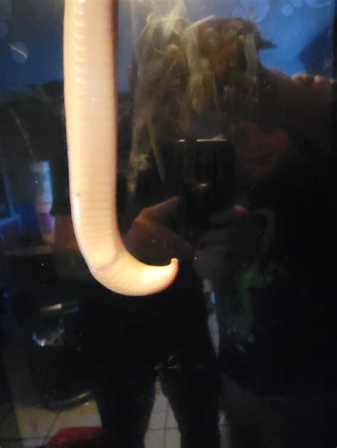 My Ksb Stalking And Eating His Mouse At 20x Speed R Sandboa
