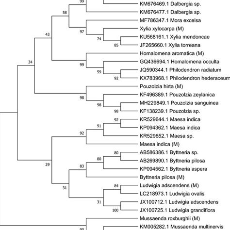 Neighbor Joining Phylogenetic Tree From Rbcl Gene Sequences Of