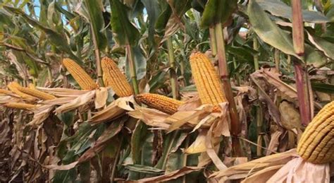 Afectadas 58 Mil Hectáreas De Cultivos Por Sequía En Michoacán Zamora
