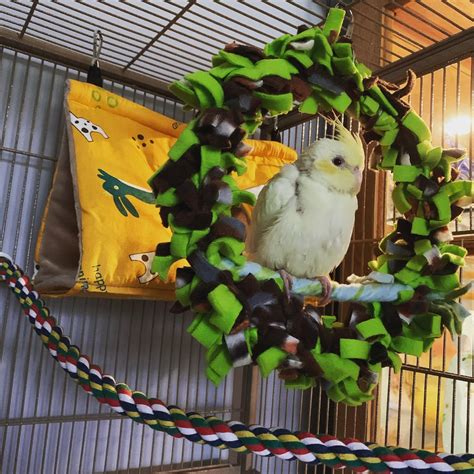 What Are These Noises Rcockatiel