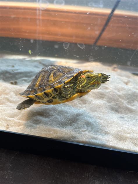 Turt Looks Like He Has Orange Lipstick On From The Carrots🧡🧡🧡 Rturtle