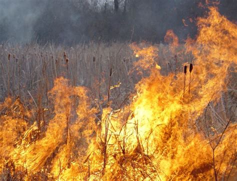 Кампања за заштита на шумите од пожари Денес Магазин