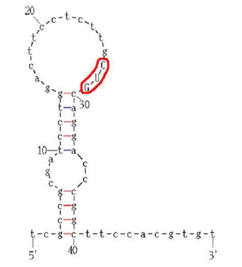 Secondary Structural Features Of Alternative Translation Initiation Download Scientific Diagram