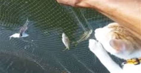 Man Takes His Cats Fishing With Him We Love Cats And Kittens